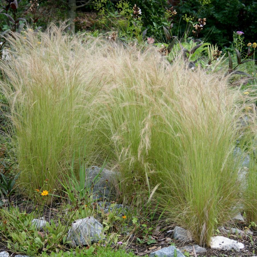 Nassella Pony Tails Grass | Boulevard Flower Gardens