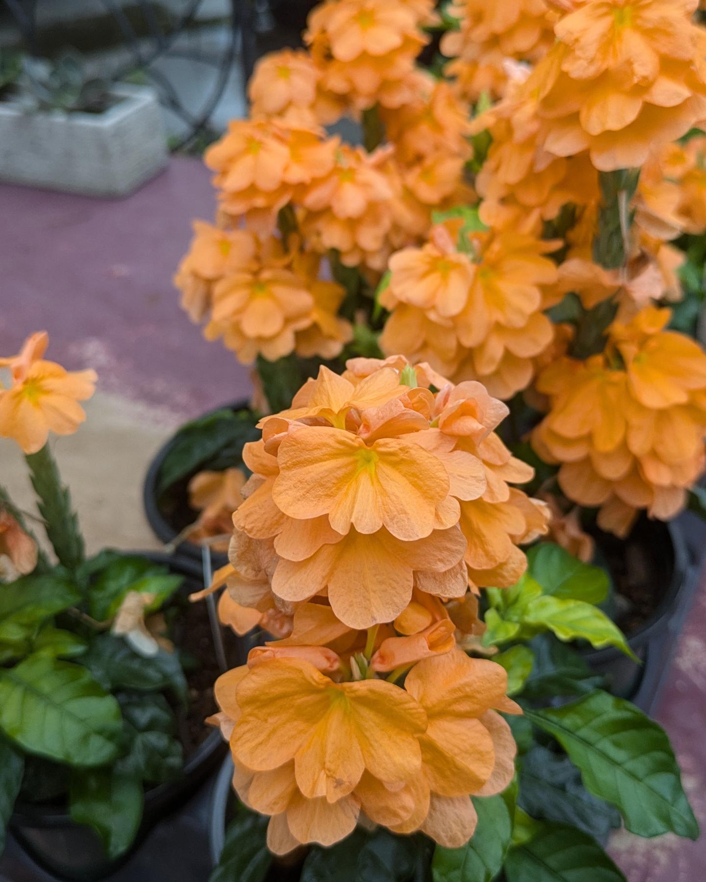 Crossandra 4 5 Boulevard Flower Gardens