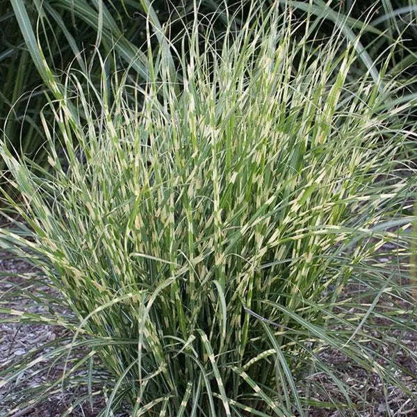Miscanthus Bandwidth Grass 1 Gal | Boulevard Flower Gardens