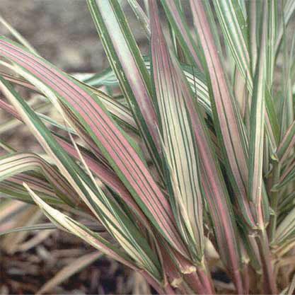 Phalaris Strawberries n Cream Ribbon Grass 1 Gal | Boulevard Flower Gardens