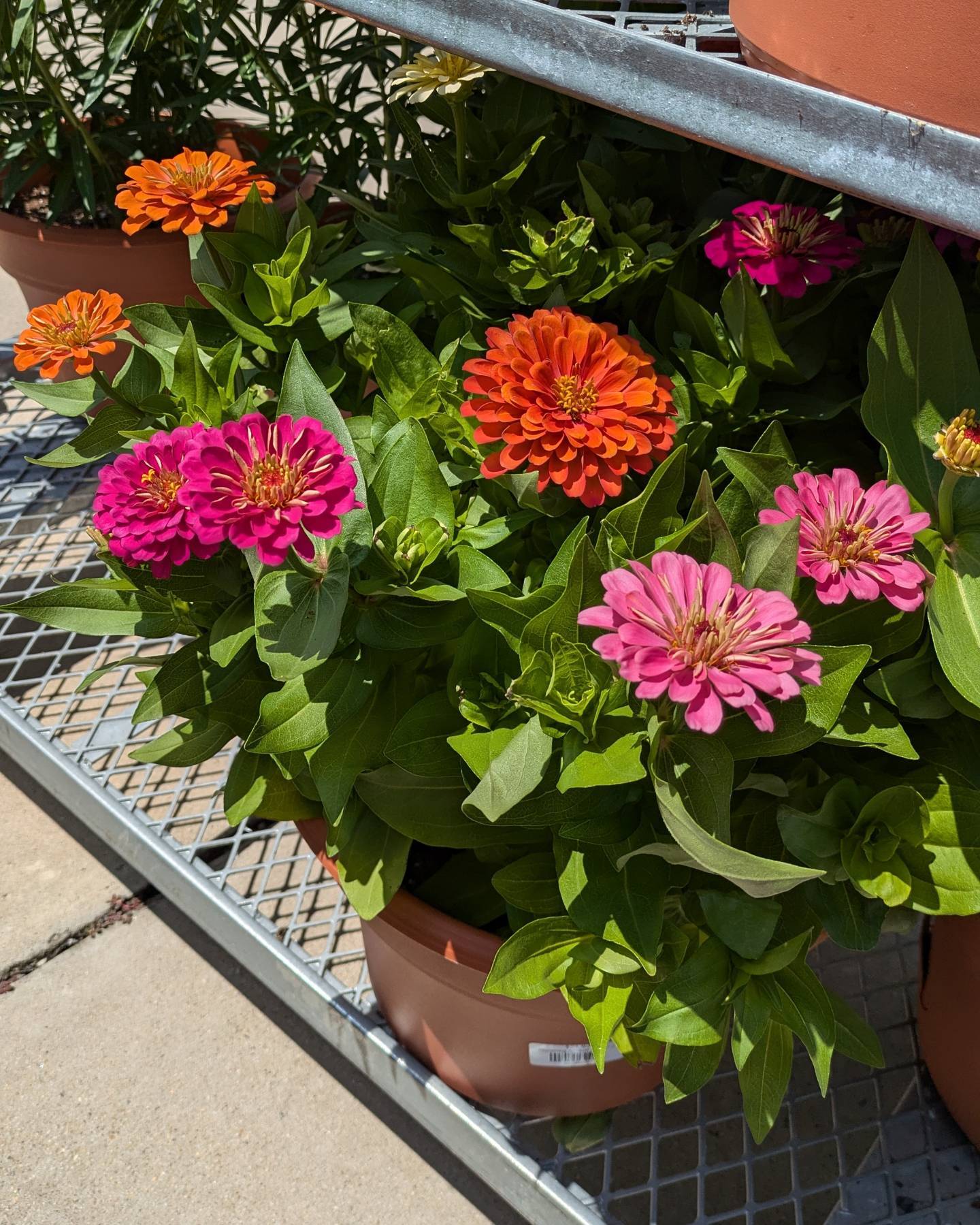 Blooming Annual Tub | Boulevard Flower Gardens