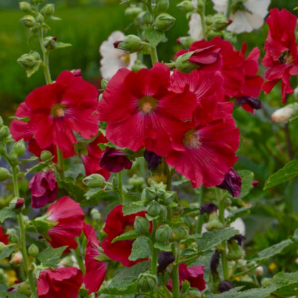 Alcea Spotlight Mars Magic 1 Gal | Boulevard Flower Gardens