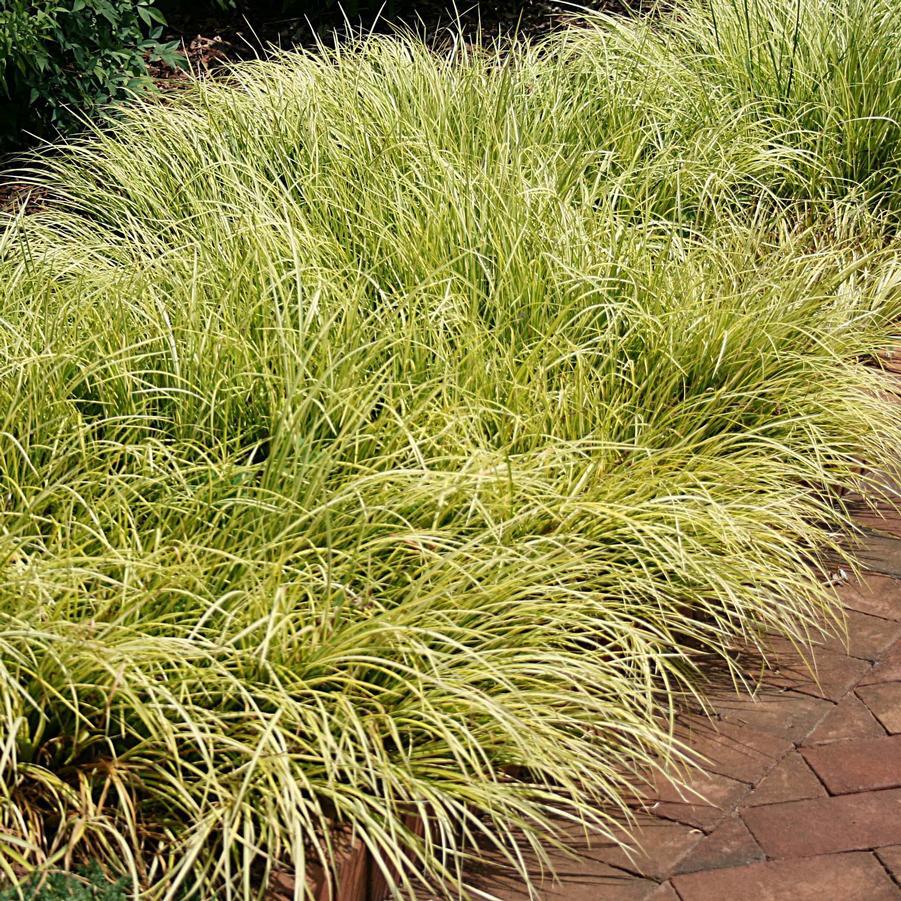 Acorus Wogon 1 | Boulevard Flower Gardens