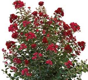 Lager Colorama Scarlet 15 Gallon | Boulevard Flower Gardens