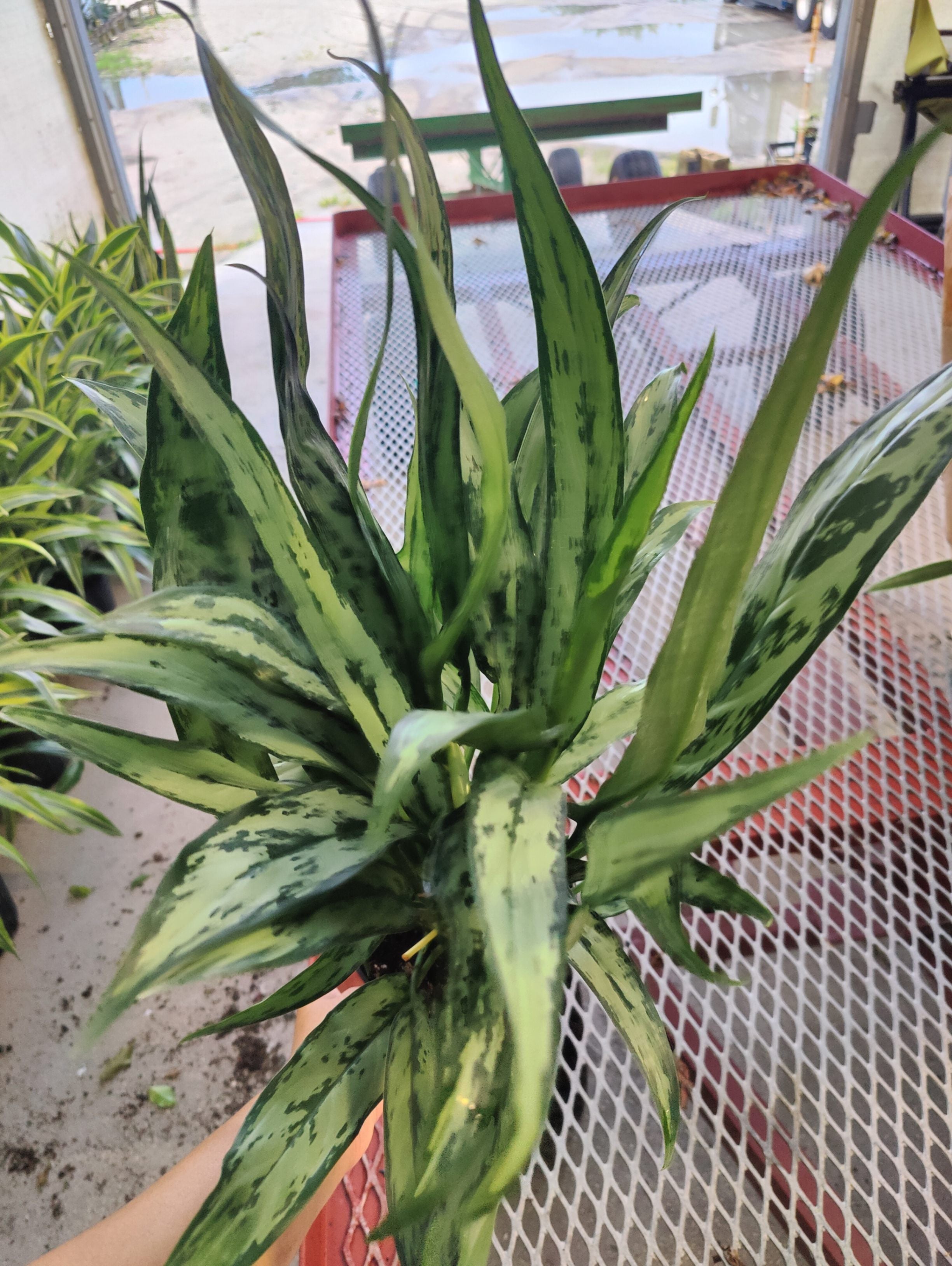 Aglaonema Cutlass 6" | Boulevard Flower Gardens