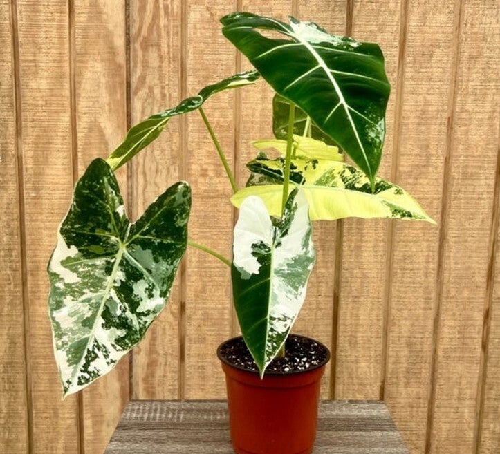 Alocasia Frydek Variegated 6" | Boulevard Flower Gardens