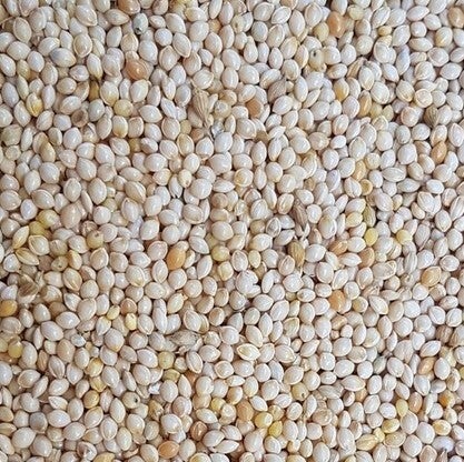 Seed White Millet 50lb | Boulevard Flower Gardens