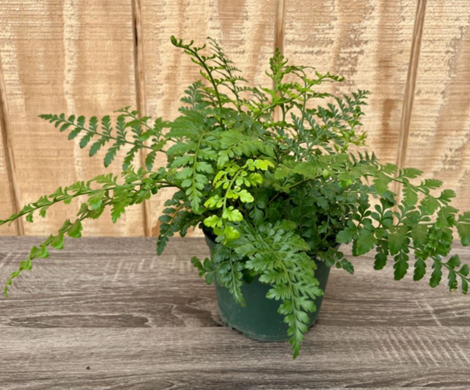 Fern Austral Gem 6" | Boulevard Flower Gardens