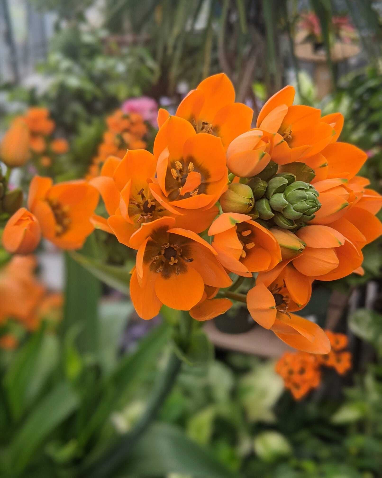 Ornithogalum 4 Boulevard Flower Gardens Ornithogalum 4 Boulevard Flower Gardens