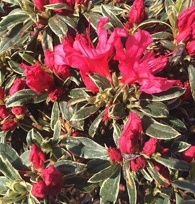 Azalea Variegated Arctic Rose 3 | Boulevard Flower Gardens