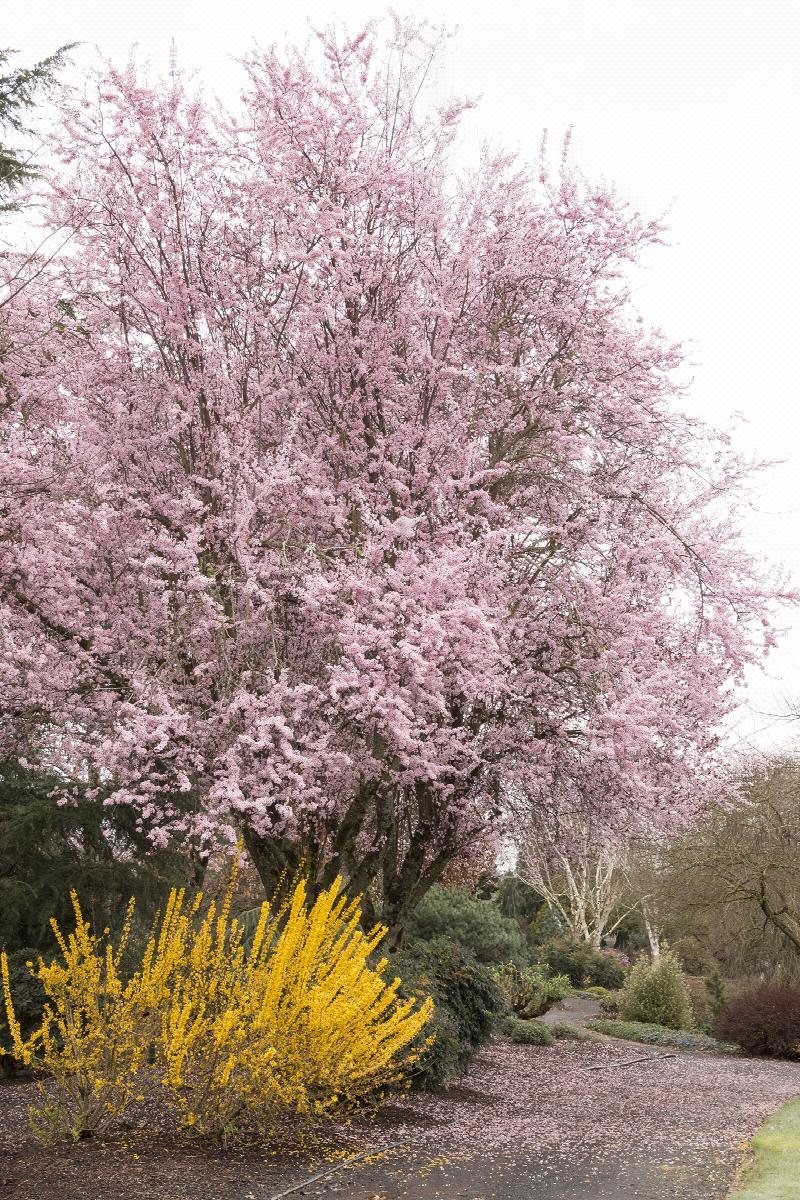 Prunus cerasifera Thundercloud Plum | Boulevard Flower Gardens
