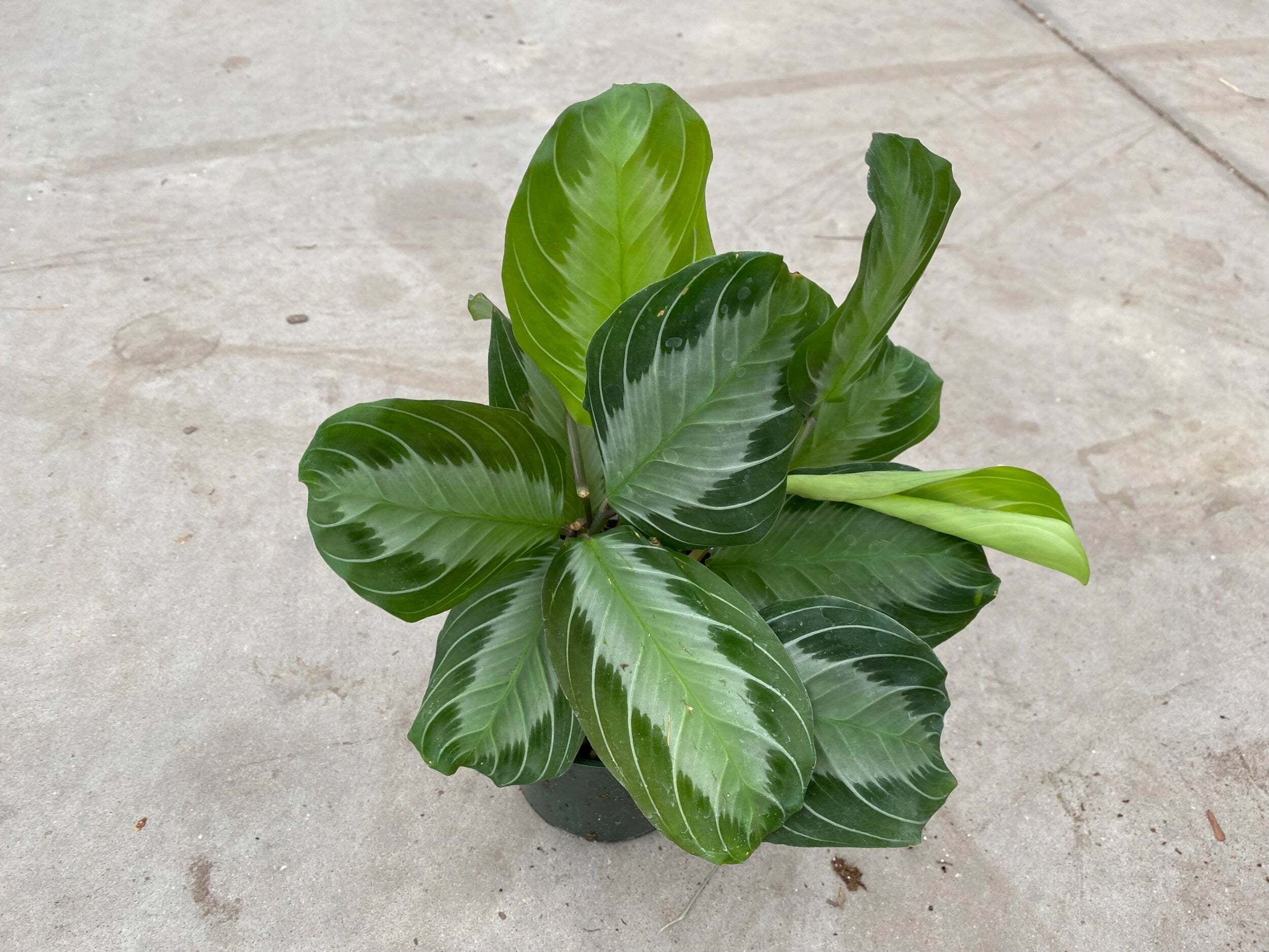 Shop All | Boulevard Flower Gardens