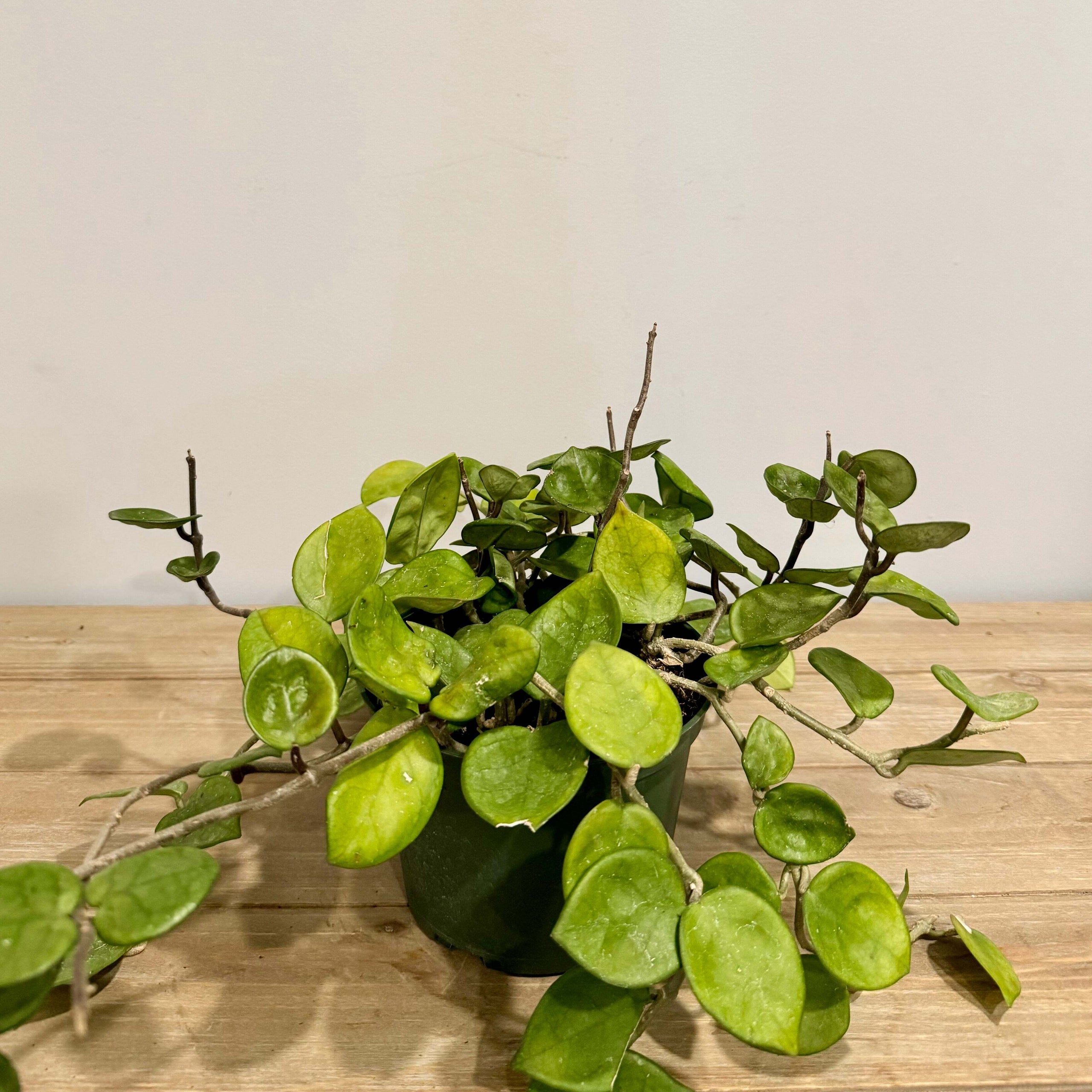 Hoya carnosa Chelsea | Boulevard Flower Gardens